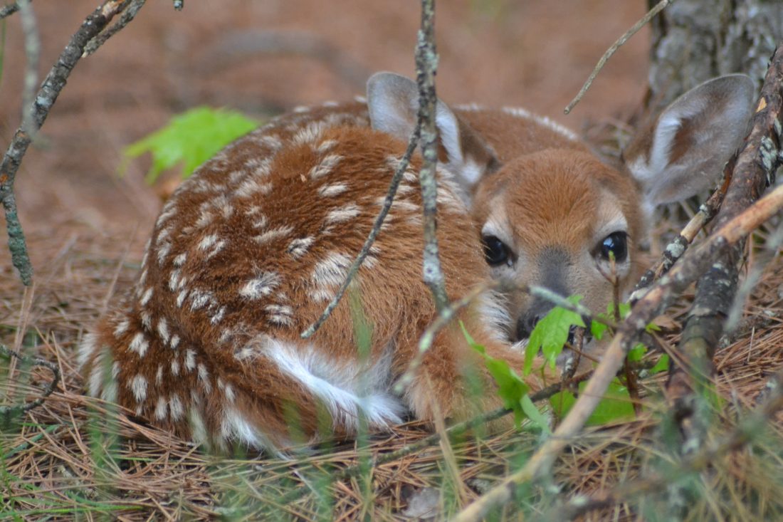 The gems that are fawns and lady slippers | News, Sports, Jobs - Daily ...